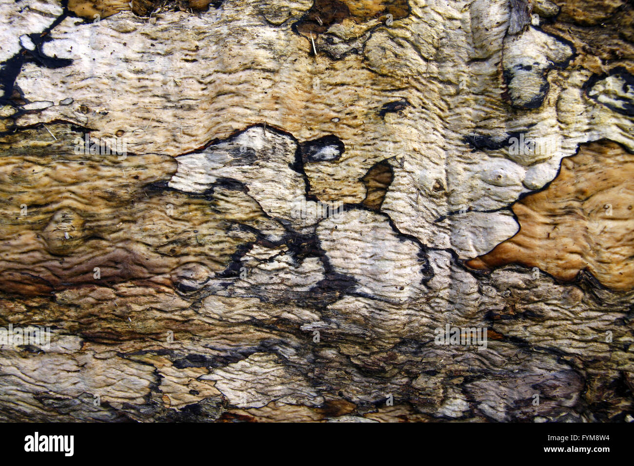 Tree bark knot hi-res stock photography and images - Alamy