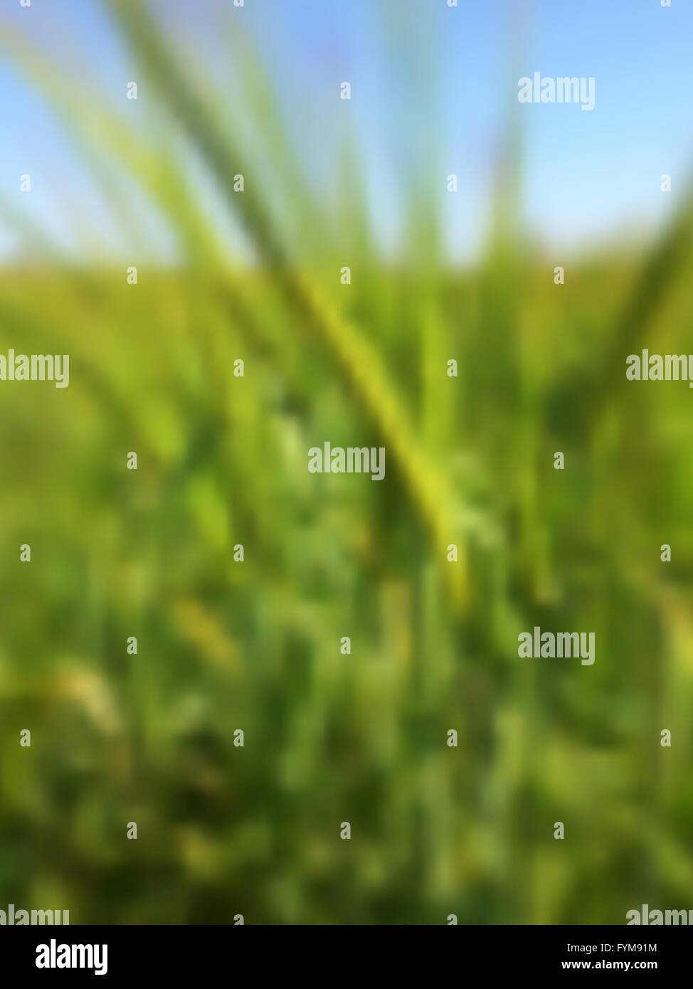 Blurred vector summer background with green rye Stock Photo - Alamy