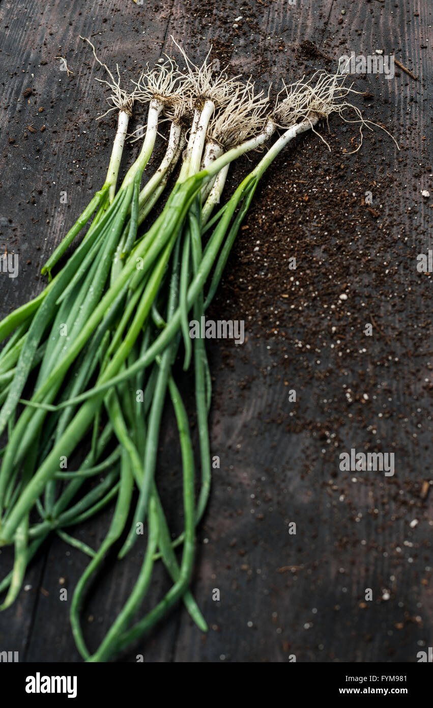 Fresh green onions bunch on hi-res stock photography and images - Alamy