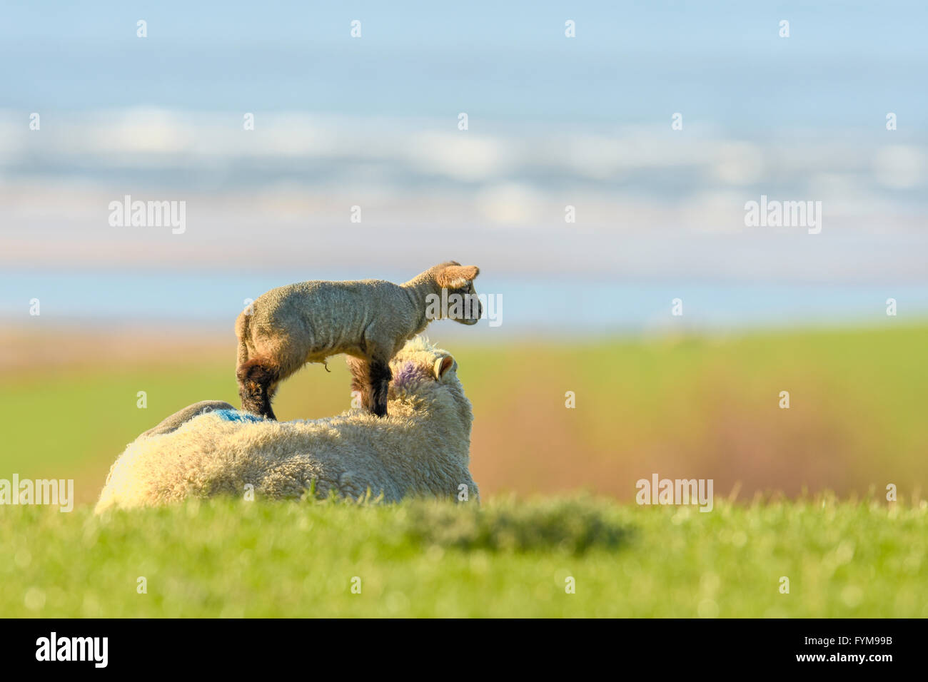 Lamb standing on the back of the mother Sheep Stock Photo - Alamy