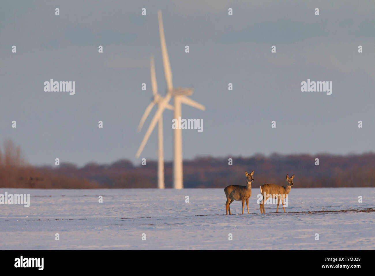 Two deer in a field hi-res stock photography and images - Alamy