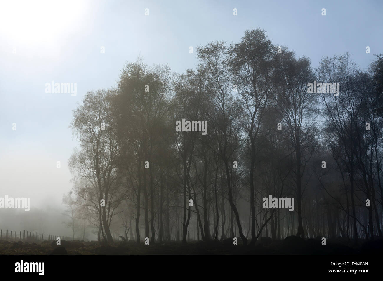 Trees on a cold misty morning, Peak District National ark, Derbyshire ...