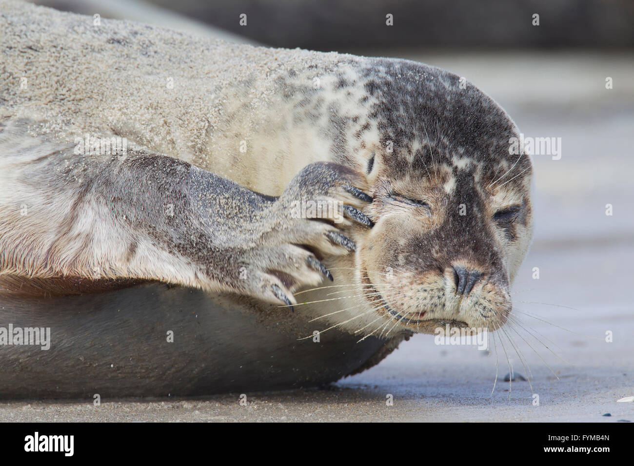 Common seal phoca vitulina adult animal on a beach hi-res stock ...