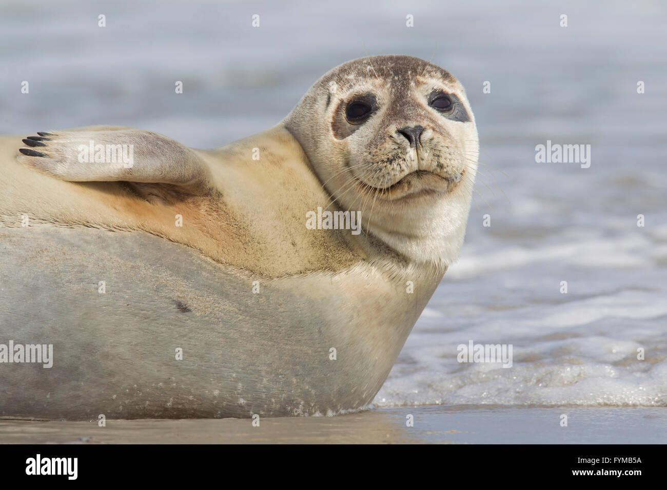 Common seal phoca vitulina adult animal on a beach hi-res stock ...