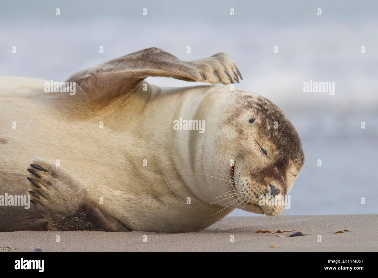 Common seal phoca vitulina adult animal on a beach hi-res stock ...