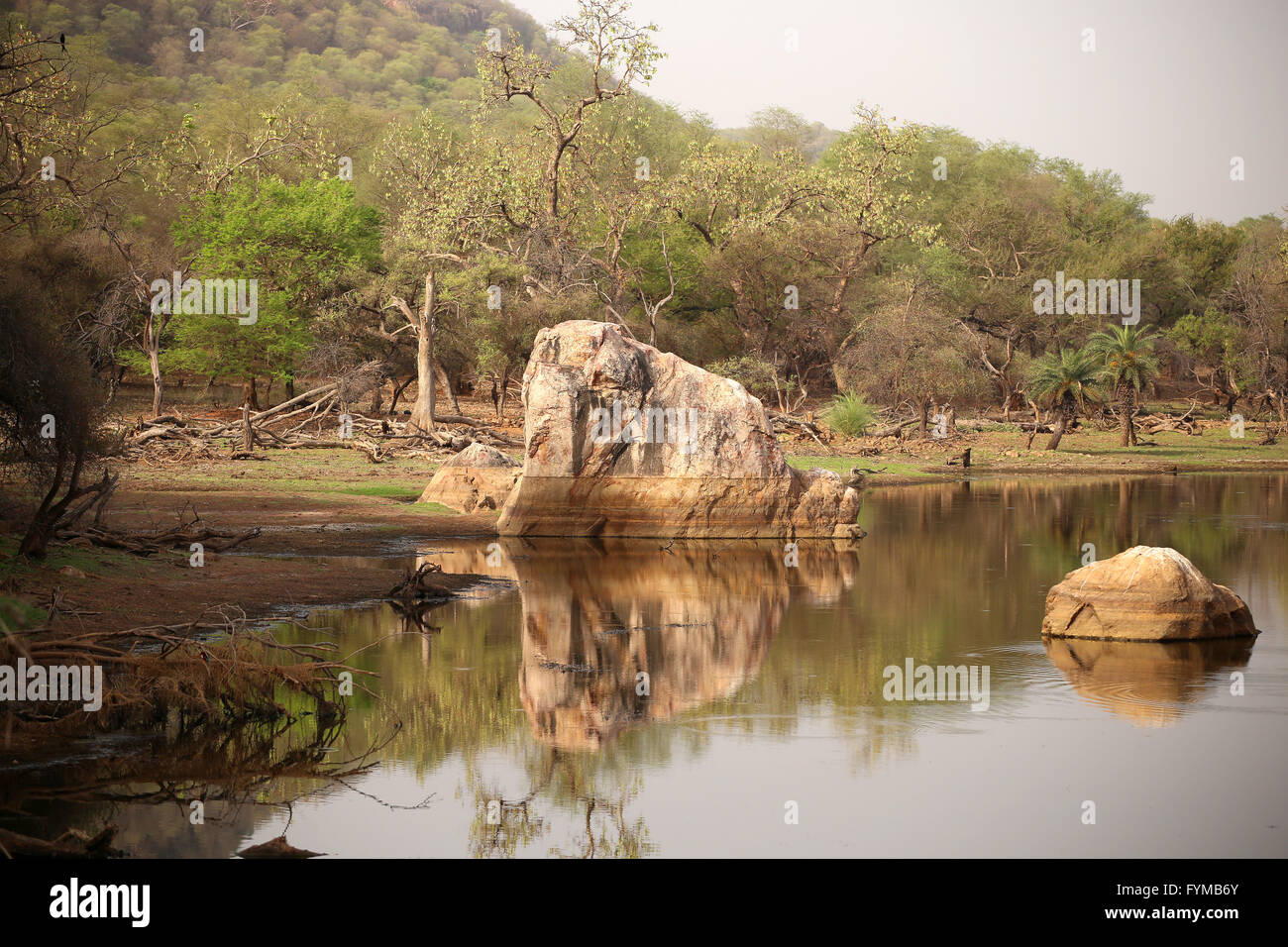 Ranthambore hi-res stock photography and images - Alamy