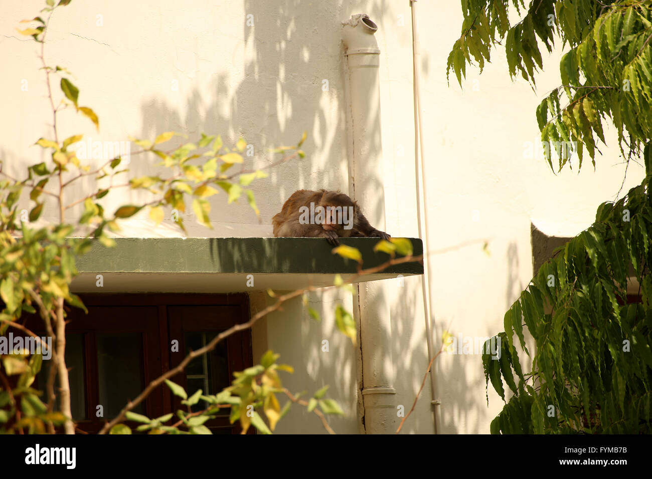 Monkey in balcony hi-res stock photography and images - Alamy
