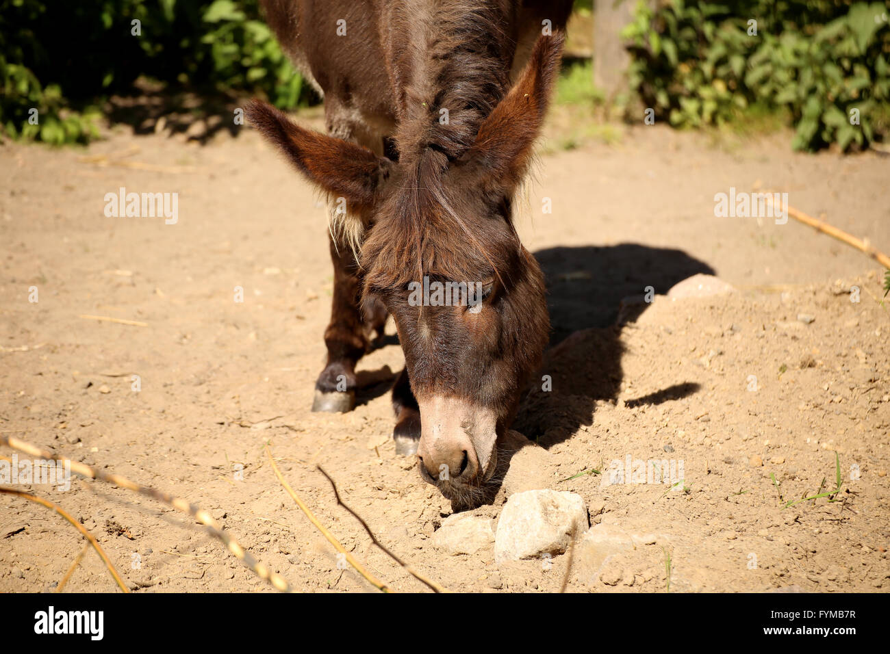Stubborn donkey hi-res stock photography and images - Alamy