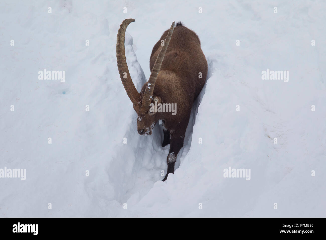 Alpine Ibex (Capra ibex), male walking through deep snow, Gran Paradiso ...