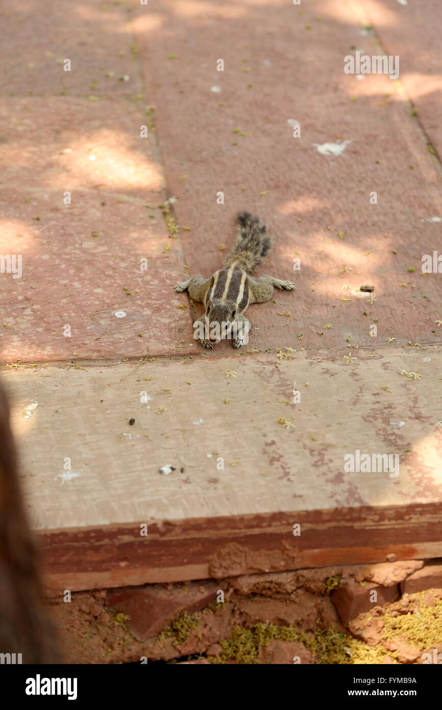 Chipmunks hi-res stock photography and images - Alamy