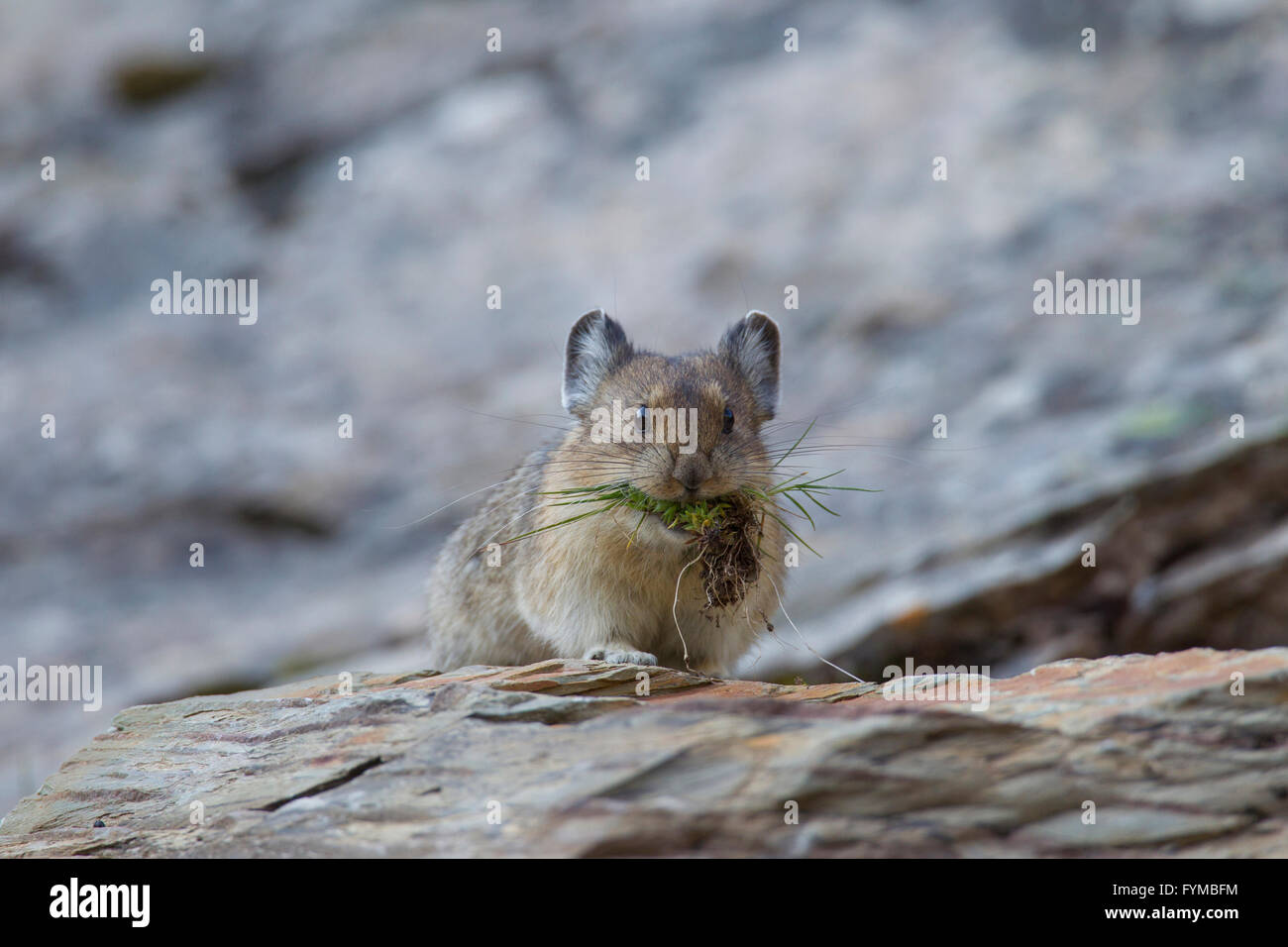 American pika mouth hi-res stock photography and images - Alamy