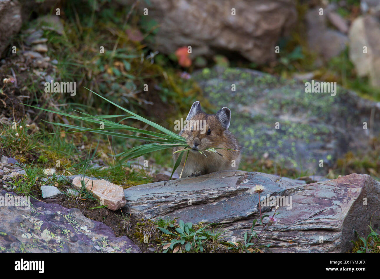 American Pika, Mouse Hare, Coney (Ochotona princeps) with a bundle of ...