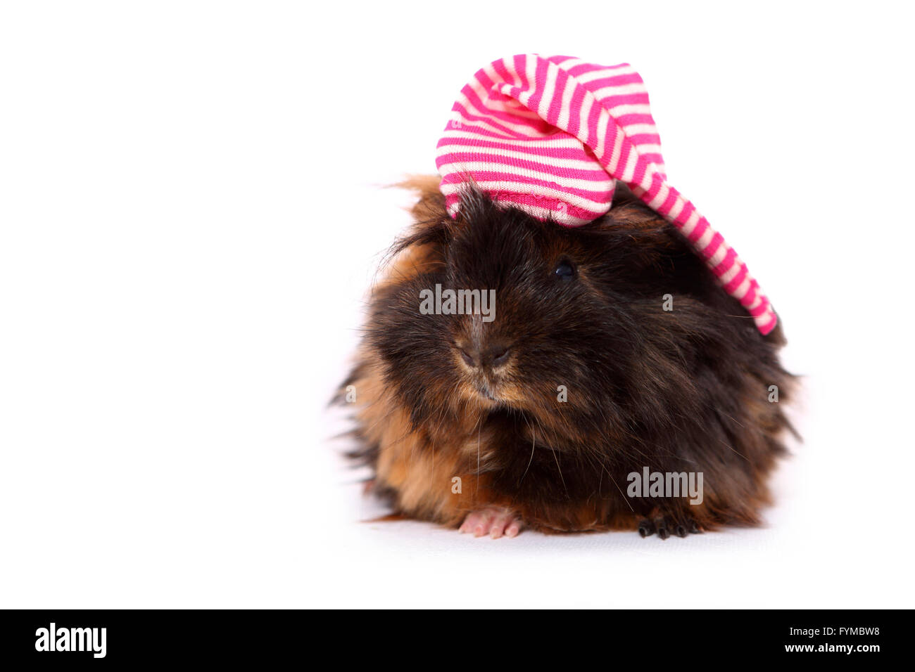 Long-haired Guinea Pig wearing a red-and-white pointed cap. Studio ...