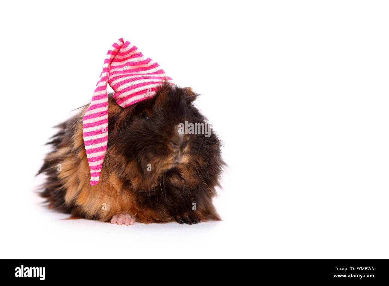 Long-haired Guinea Pig wearing a red-and-white pointed cap. Studio ...