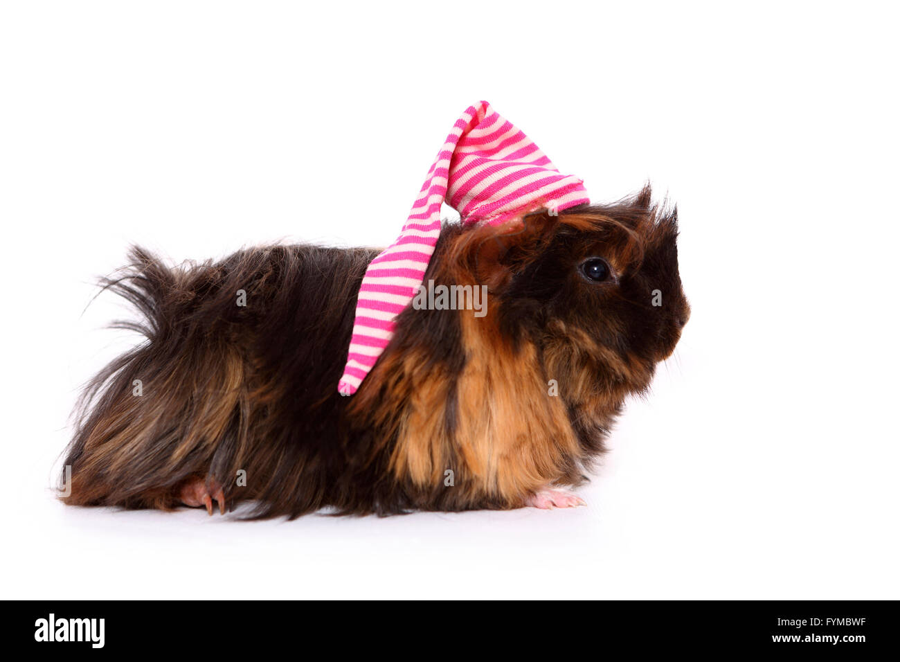 Long-haired Guinea Pig wearing a red-and-white pointed cap. Studio ...