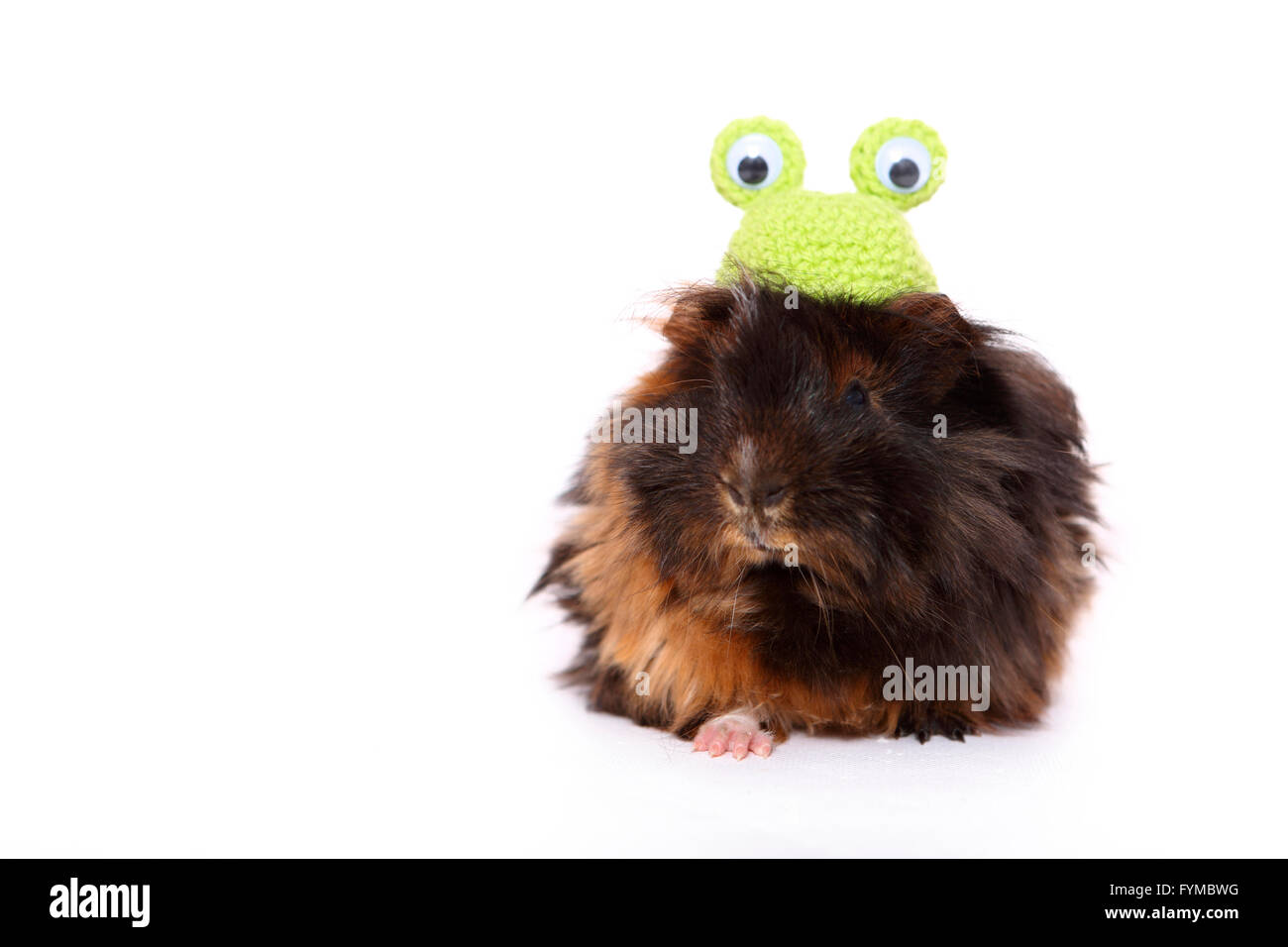 Long-haired Guinea Pig wearing a crocheted frog hat, seen head-on ...