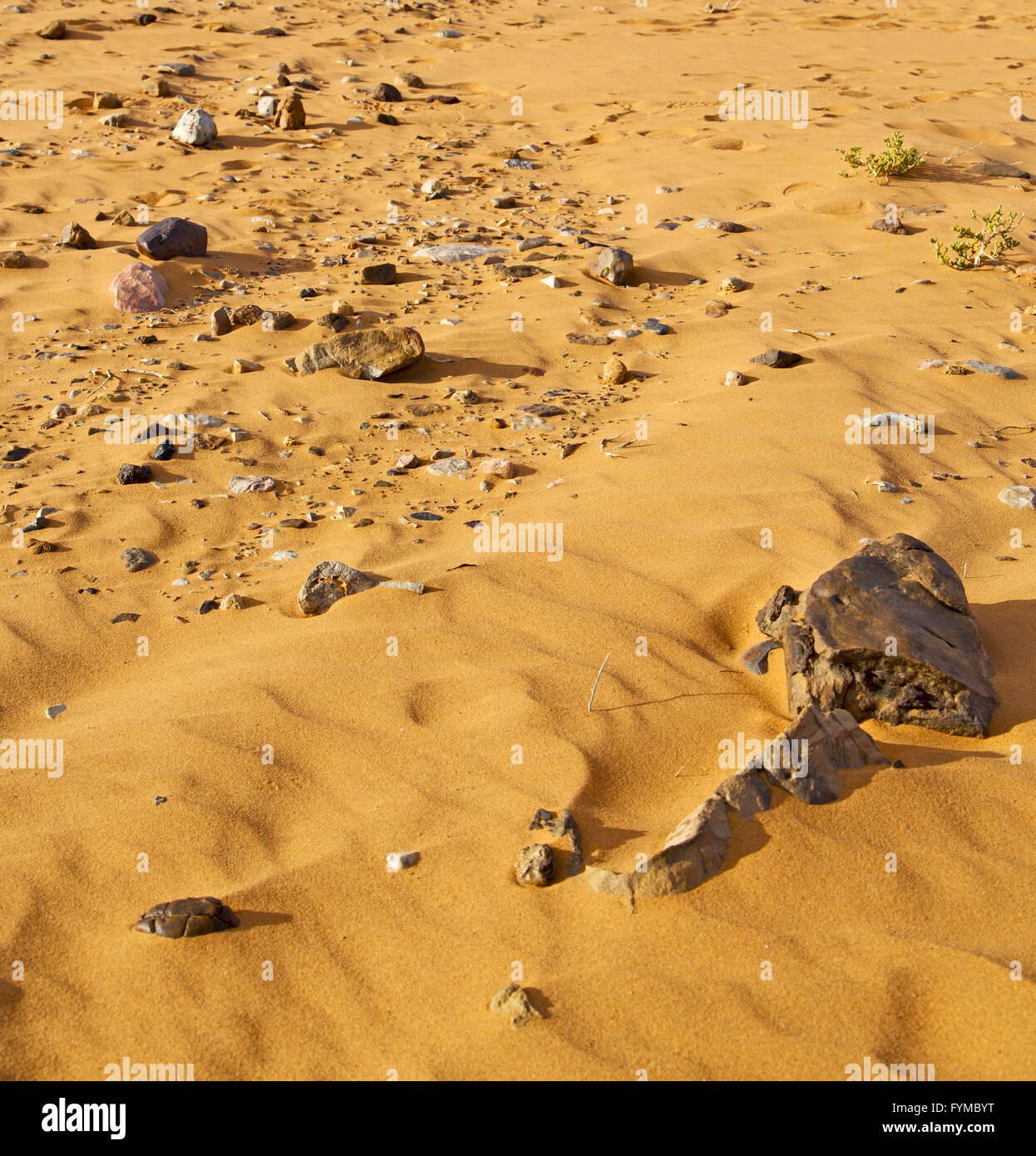 old fossil in the desert of morocco sahara and rock stone sky Stock ...