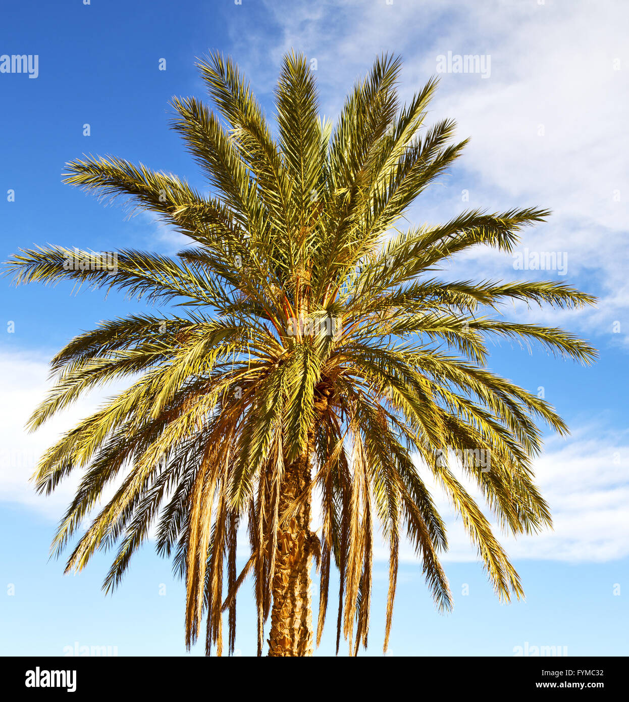 palm in the desert oasi morocco sahara africa dune Stock Photo - Alamy