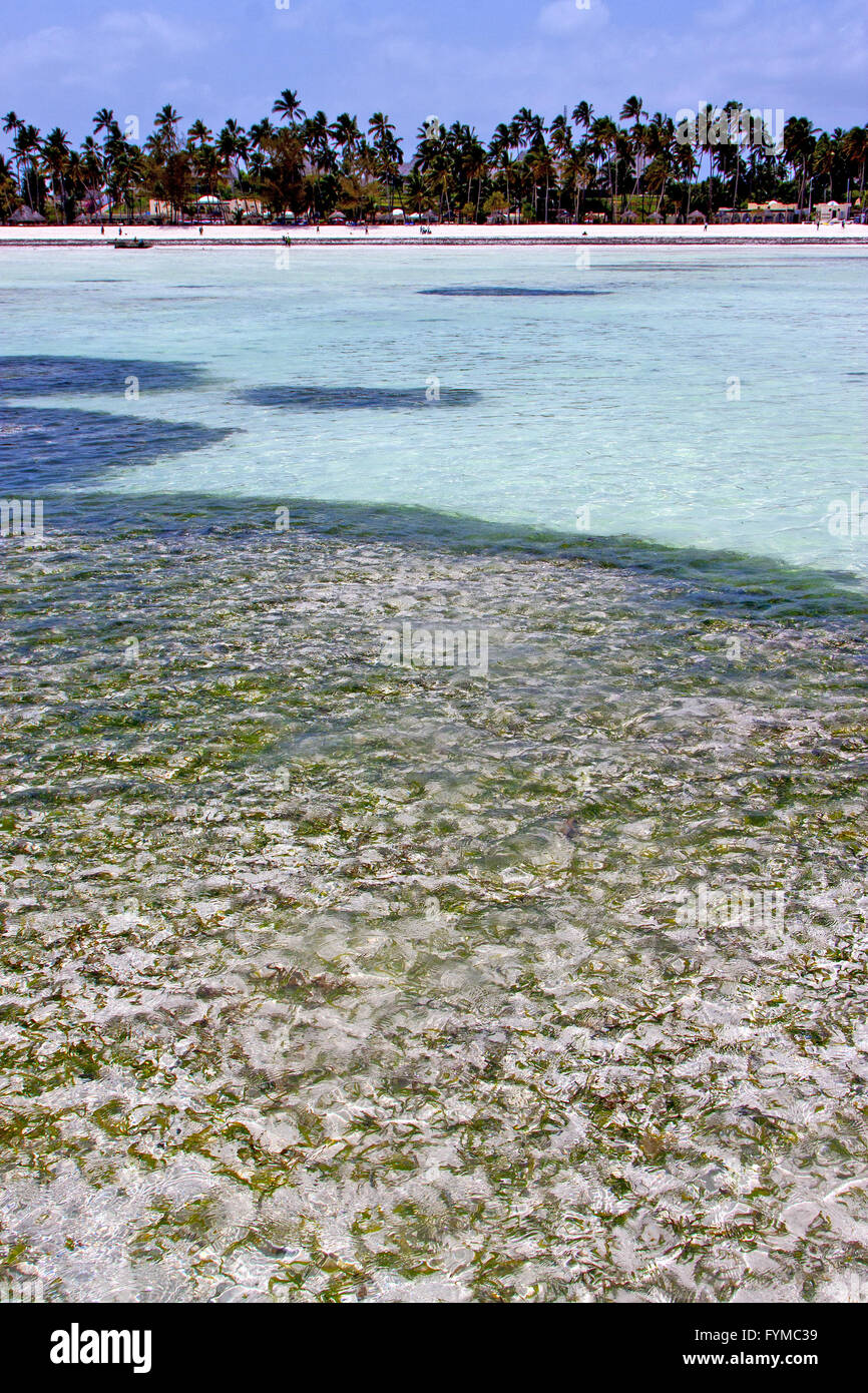 seaweed beach in isle sky and sailing Stock Photo - Alamy