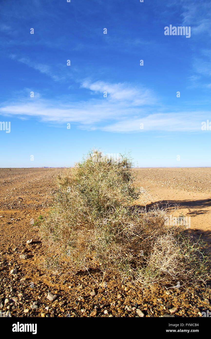 bush in the desert oasi morocco Stock Photo - Alamy