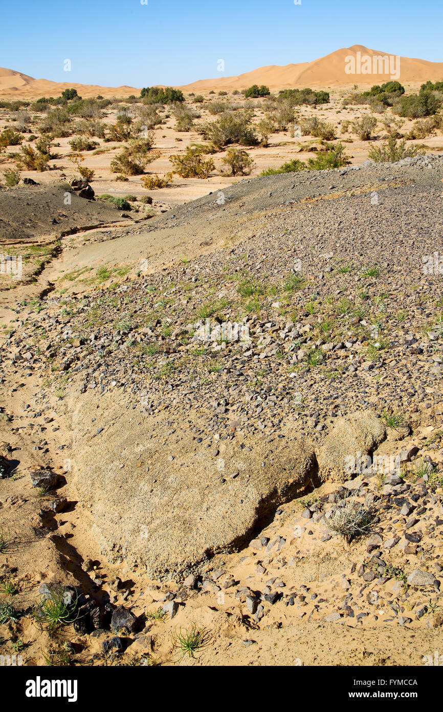 bush fossil in the of morocco sahara and Stock Photo - Alamy