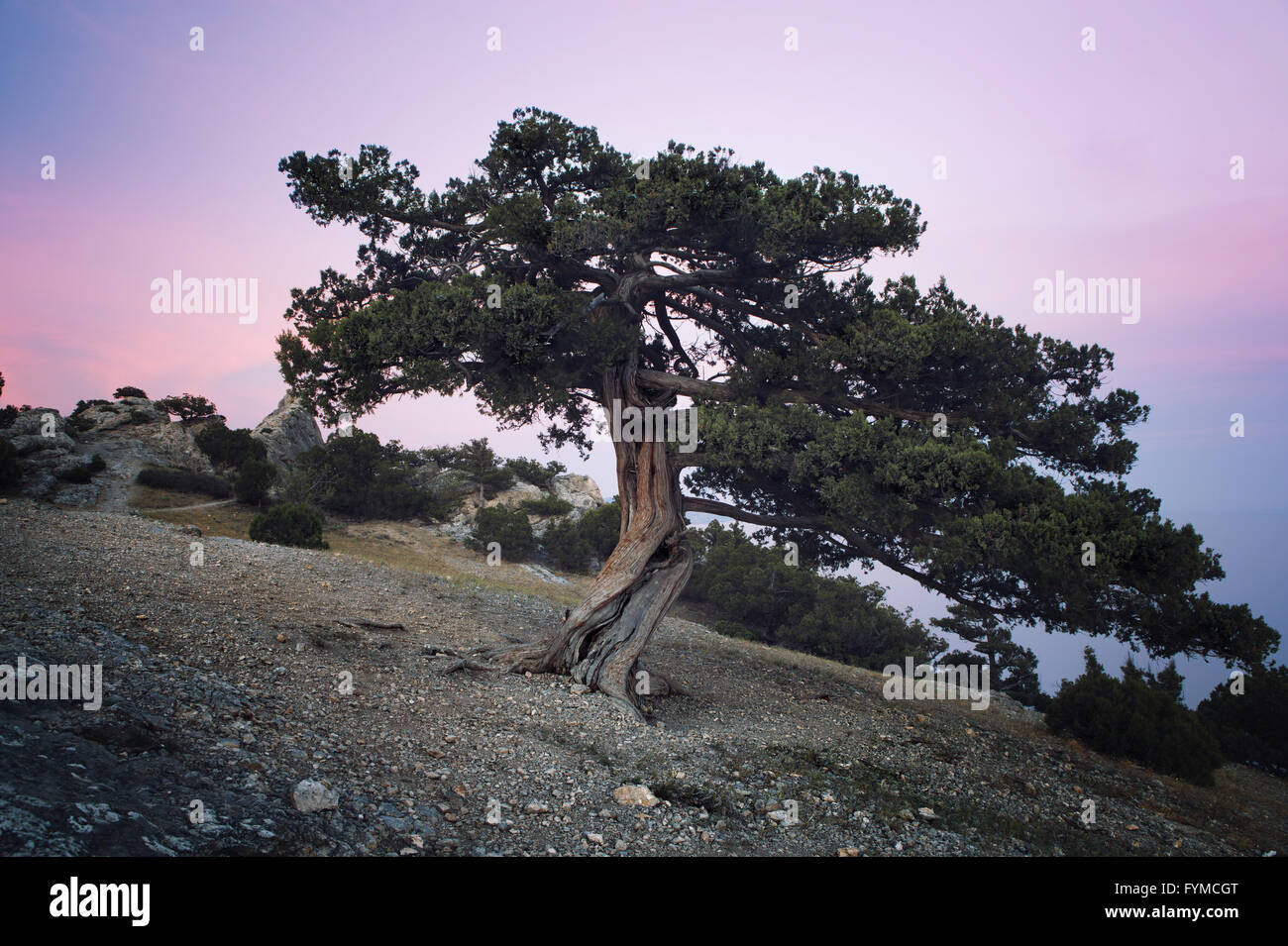 Juniper tree crimea hi-res stock photography and images - Alamy