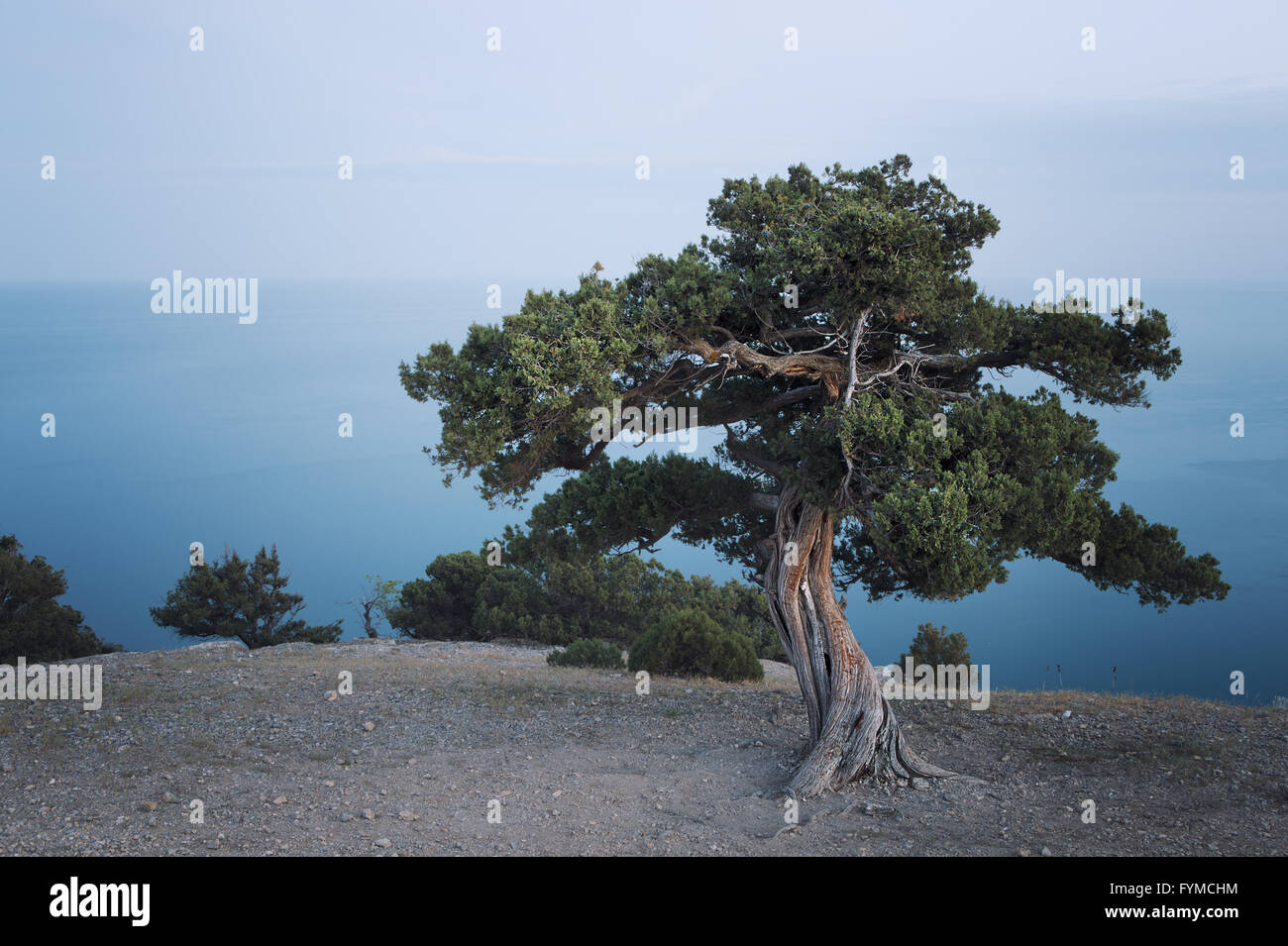 Juniper tree hi-res stock photography and images - Alamy