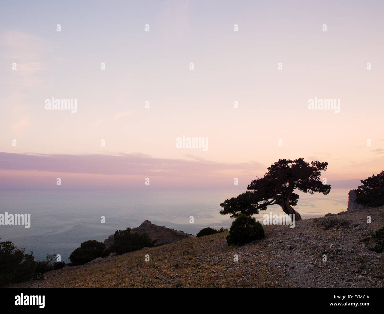 Black juniper hi-res stock photography and images - Alamy