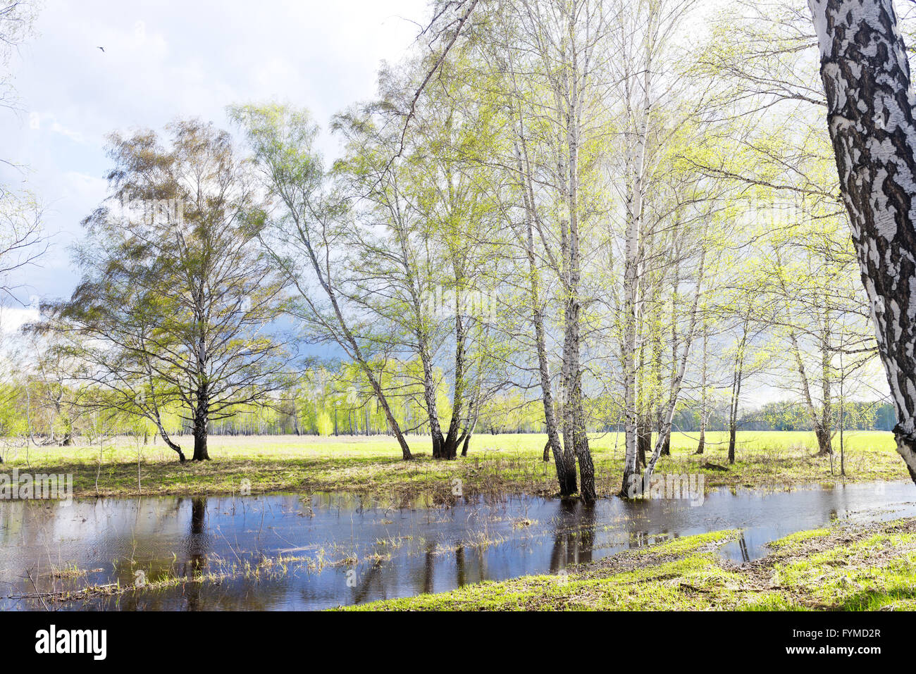 Early young leaves water hi-res stock photography and images - Alamy