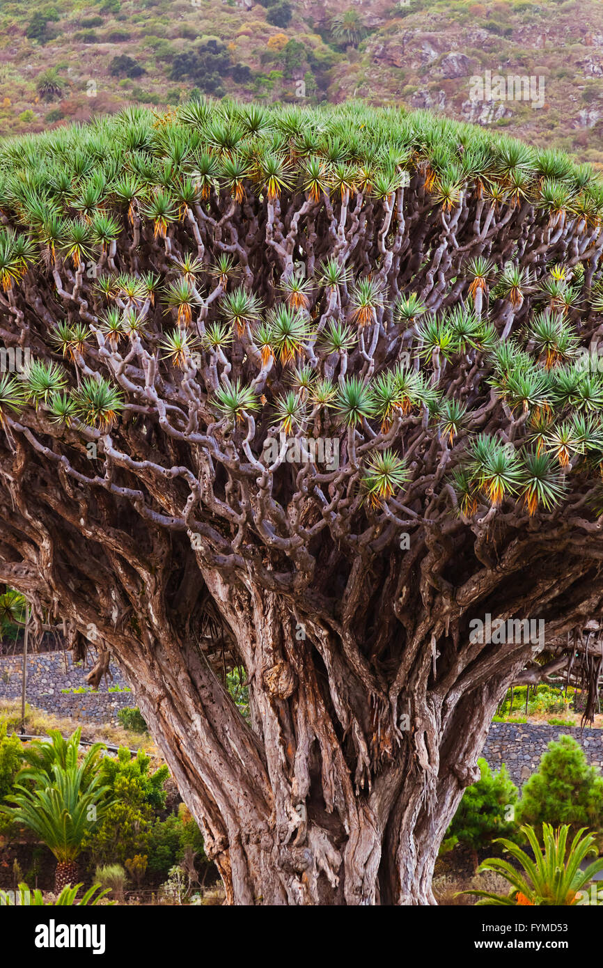 Famous Millennial Dragon Tree in Tenerife - Canary Stock Photo - Alamy