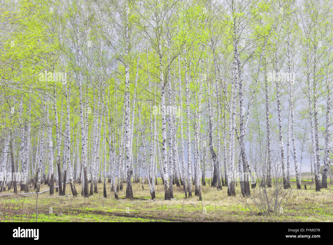 early spring birch forest, young foliage Stock Photo - Alamy
