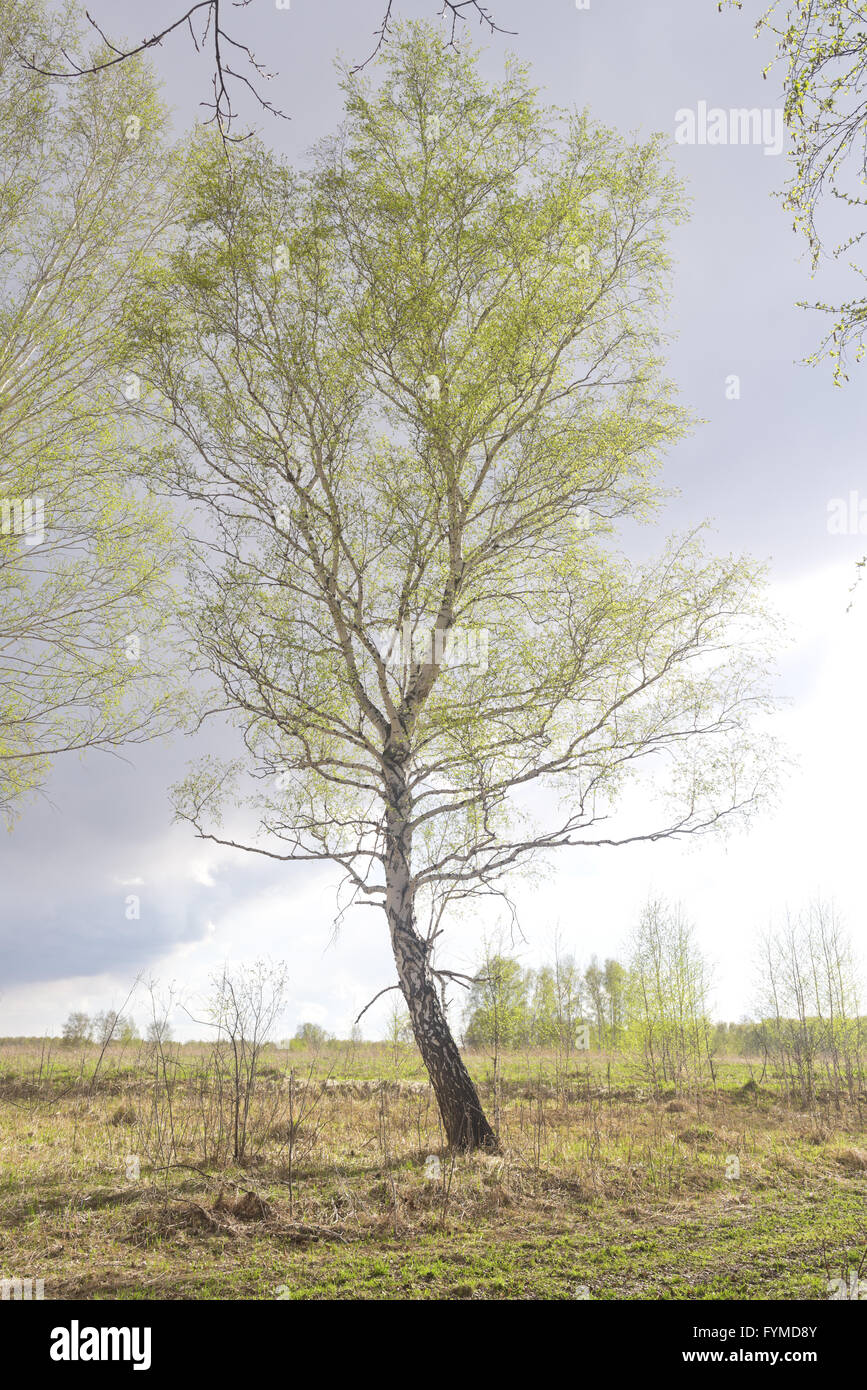 lone birch tree in green field Stock Photo - Alamy
