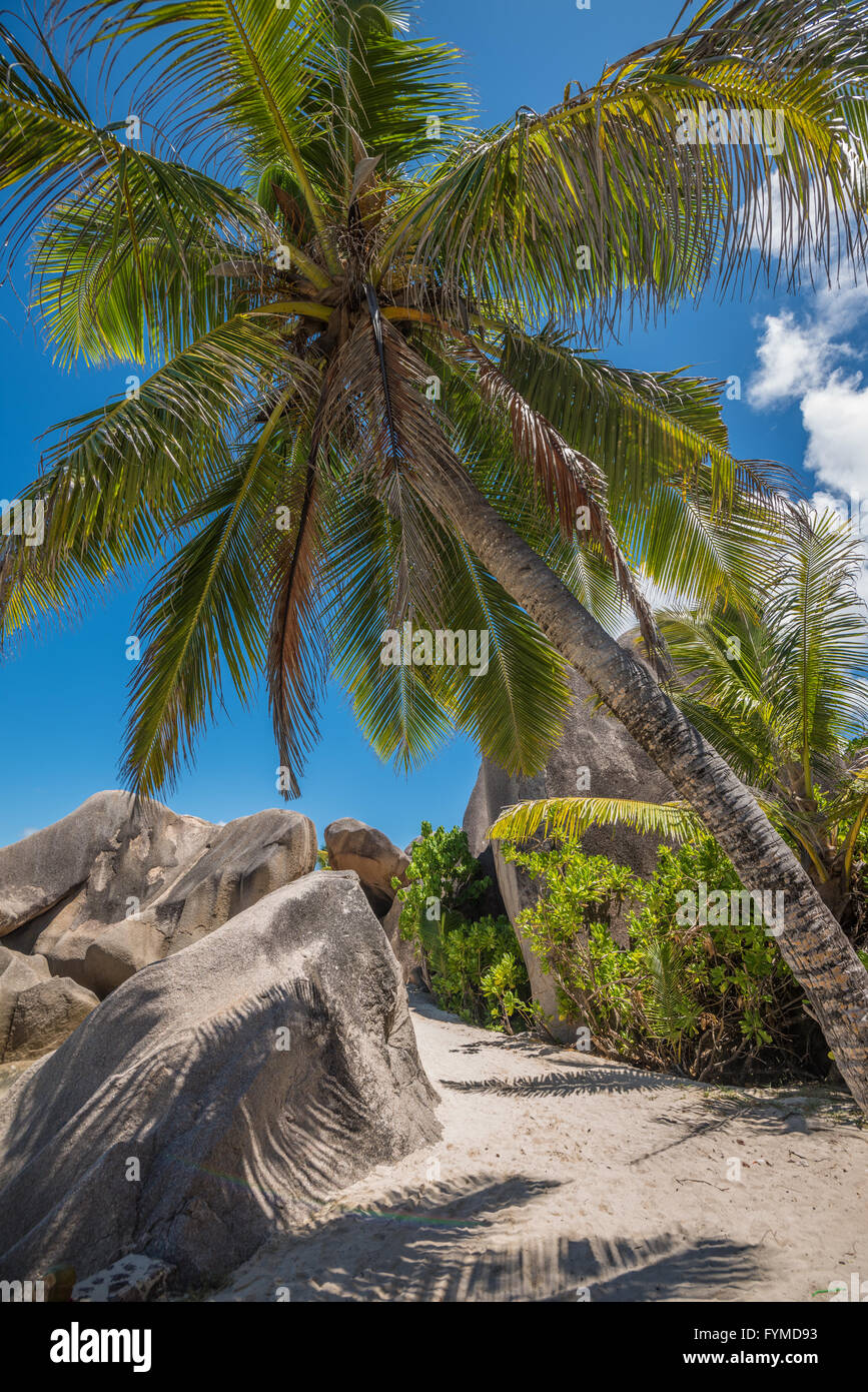 Seychelles coconut palm tree and granite boulder, La Digue island Stock ...
