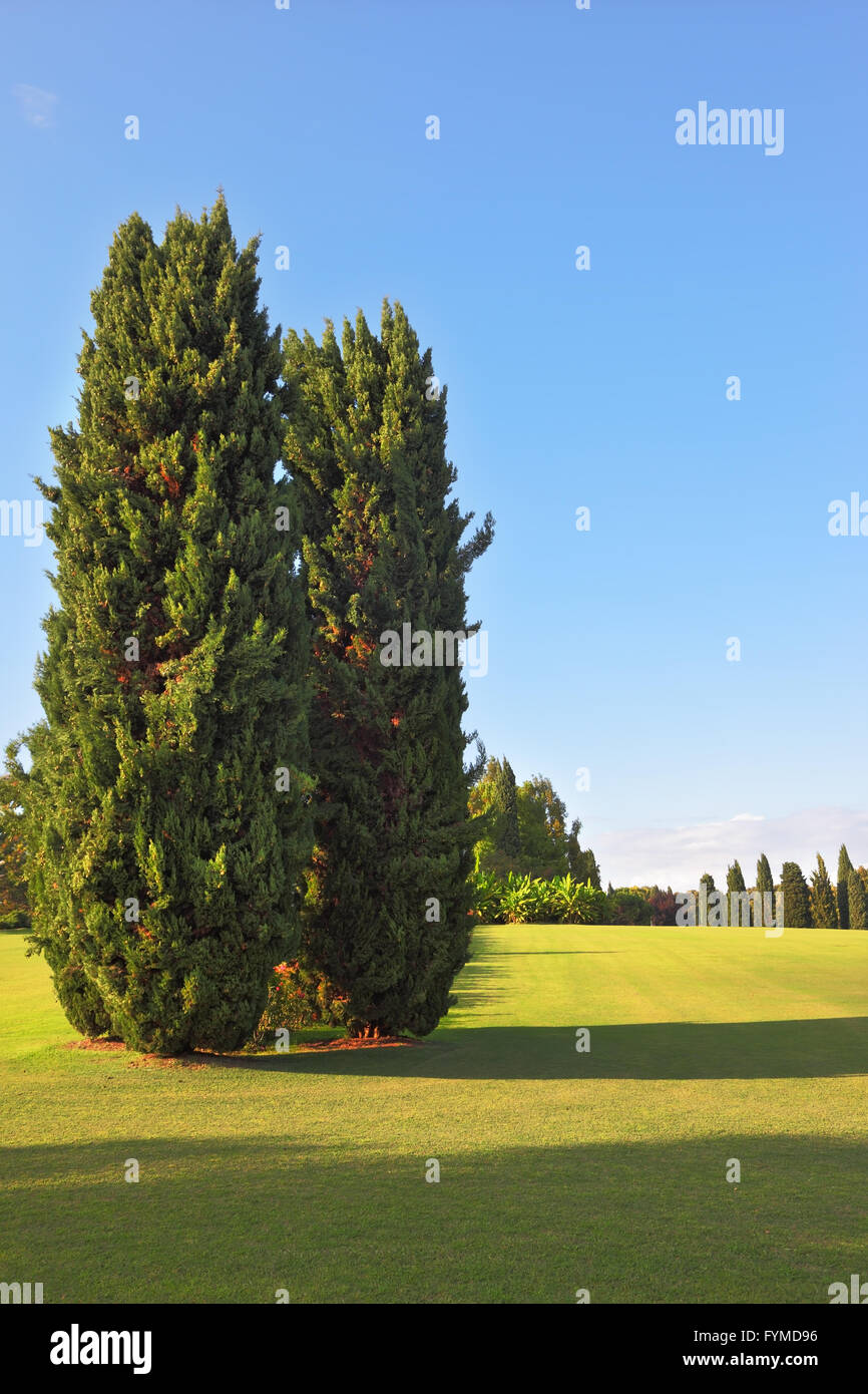 A picturesque cypress trees in a landscaped park Stock Photo - Alamy
