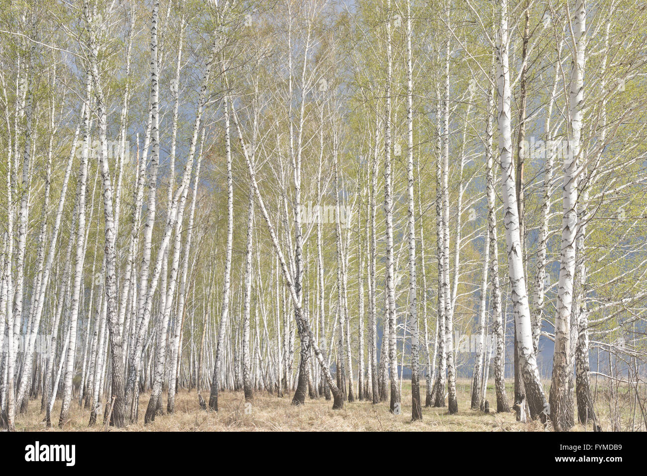 Spring forest young leaves grass hi-res stock photography and images ...