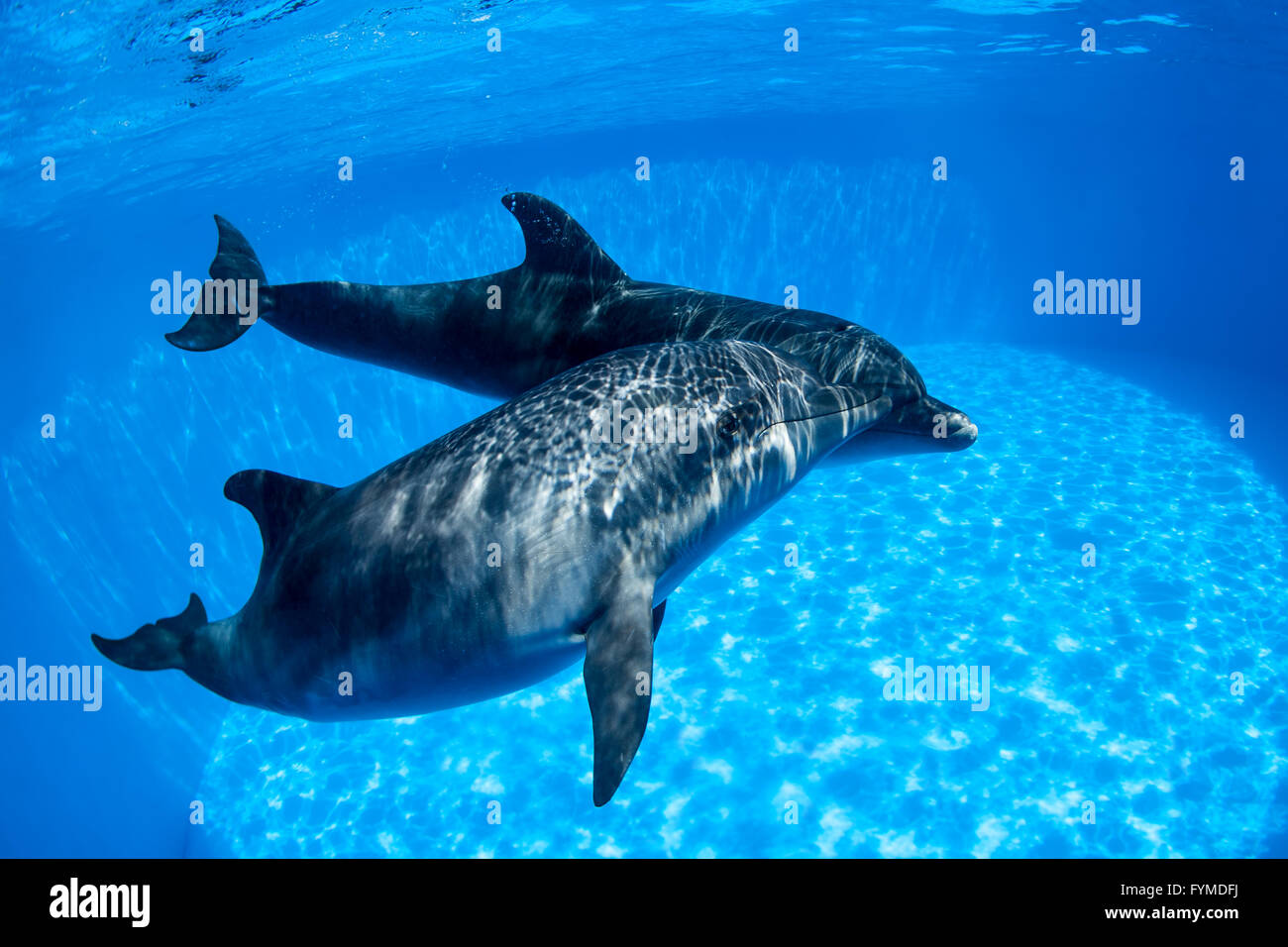 Dolphins couple swims under the water Stock Photo - Alamy