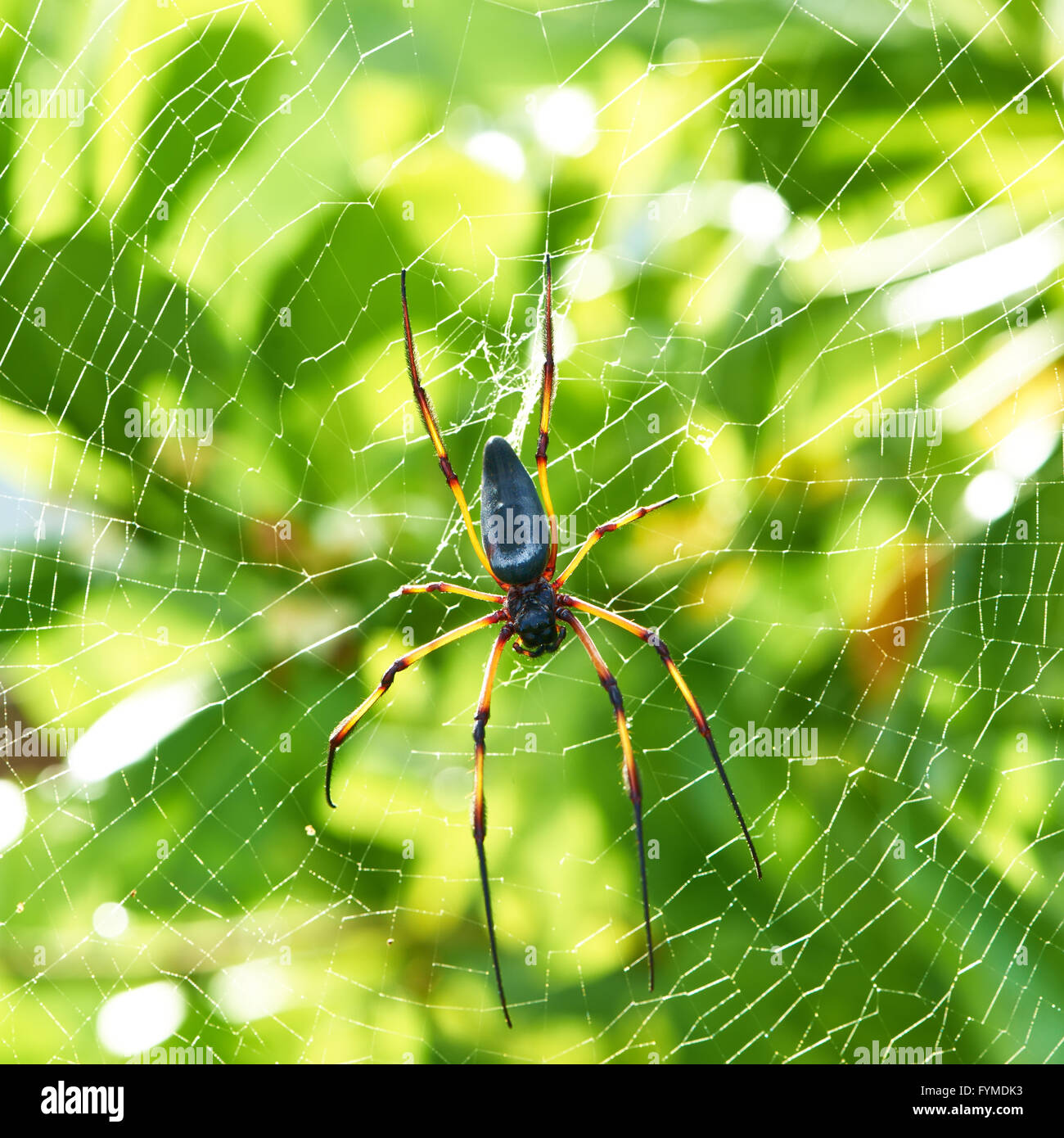 Giant wood spider - Nephila maculata / nephila pilipes Stock Photo - Alamy