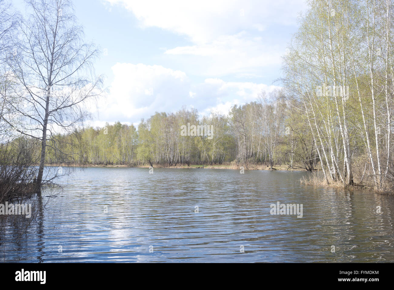 spring birch forest and lake Stock Photo - Alamy
