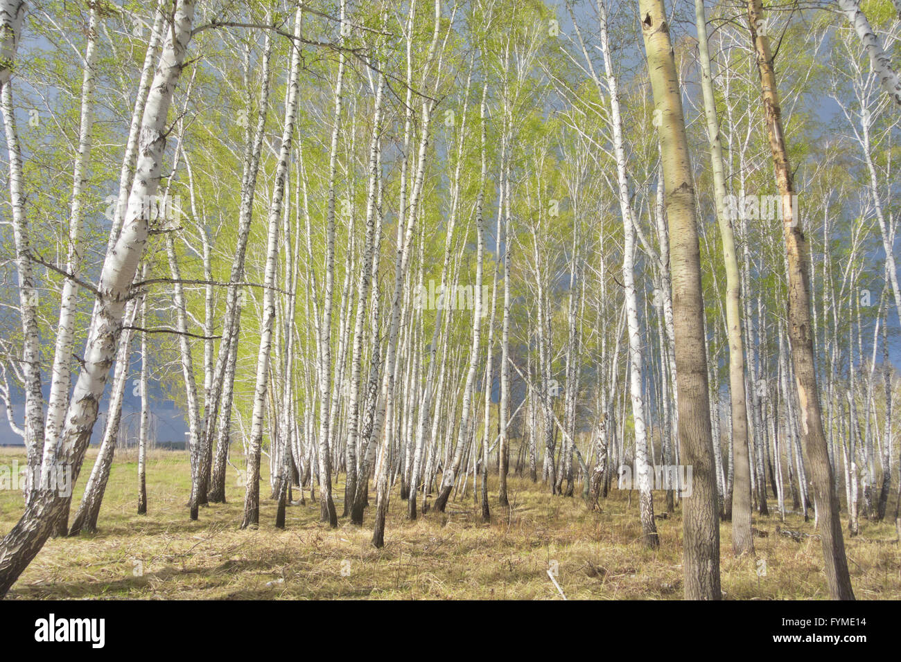 spring birch forest against rainy clouds Stock Photo - Alamy