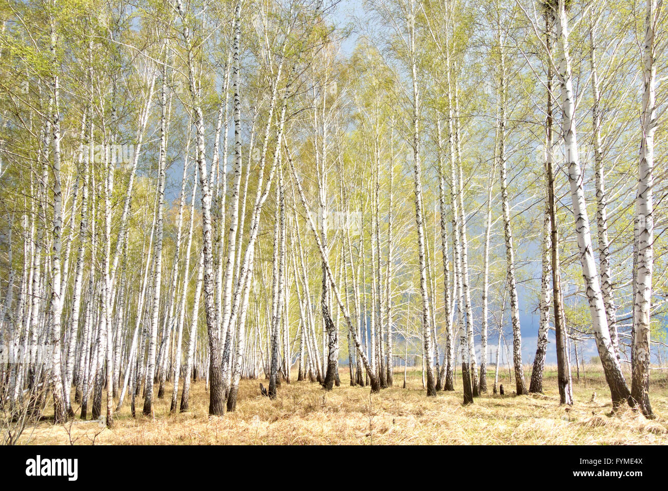 Spring birch forest against rainy hi-res stock photography and images ...