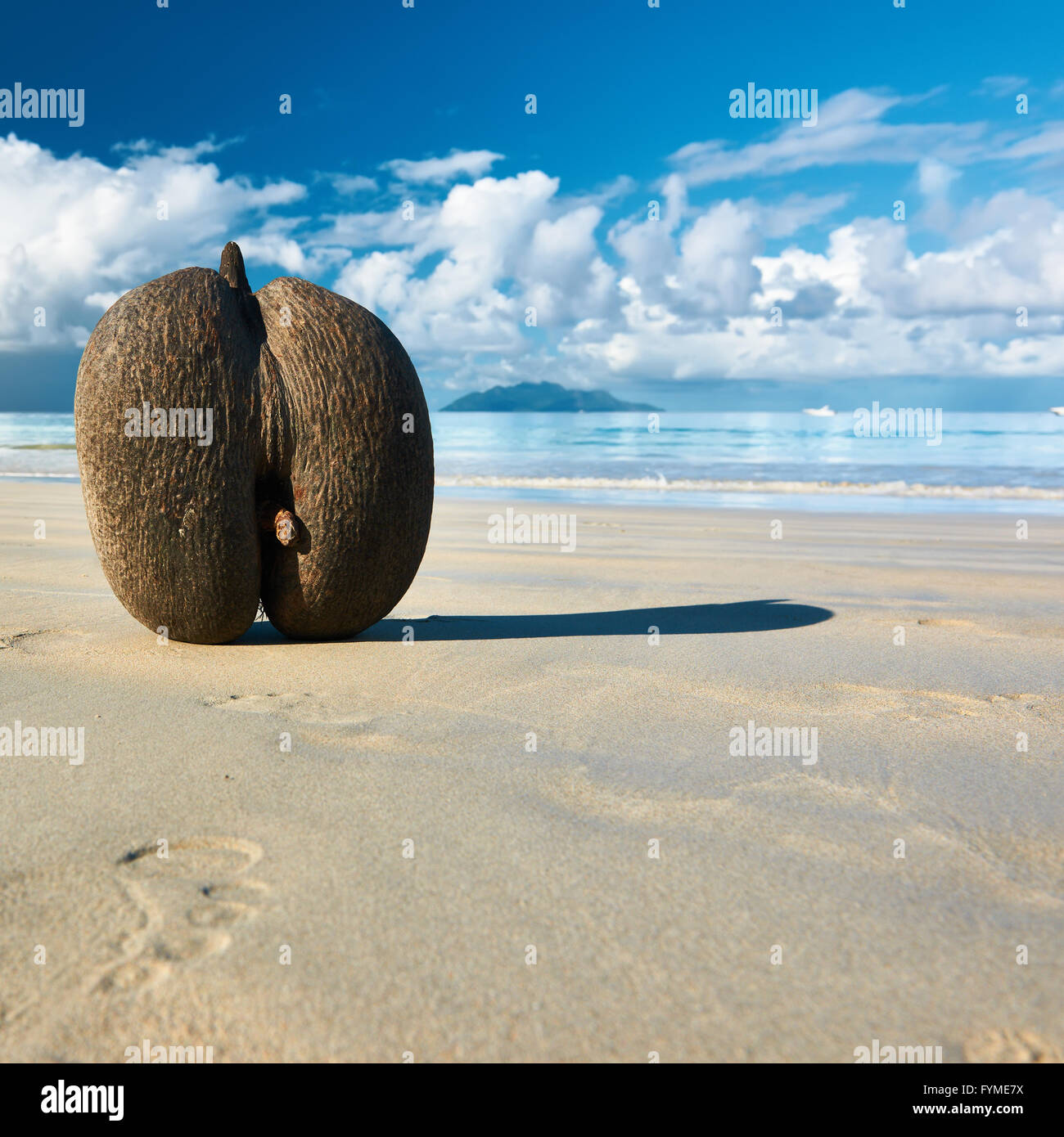 Sea's coconuts (coco de mer) on beach at Seychelles Stock Photo - Alamy