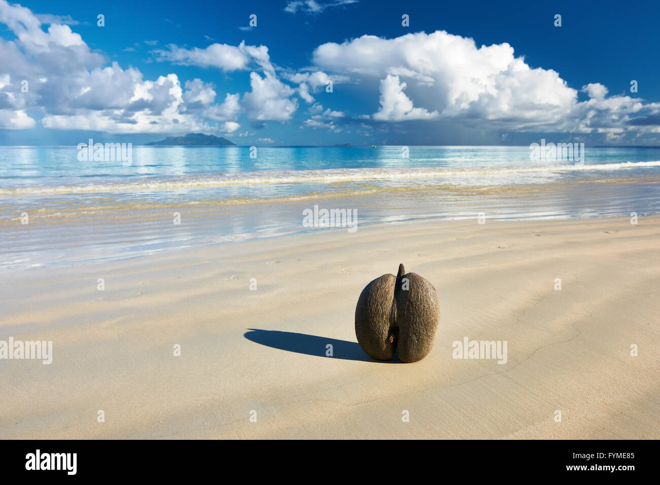 Sea's coconuts (coco de mer) on beach at Seychelles Stock Photo - Alamy