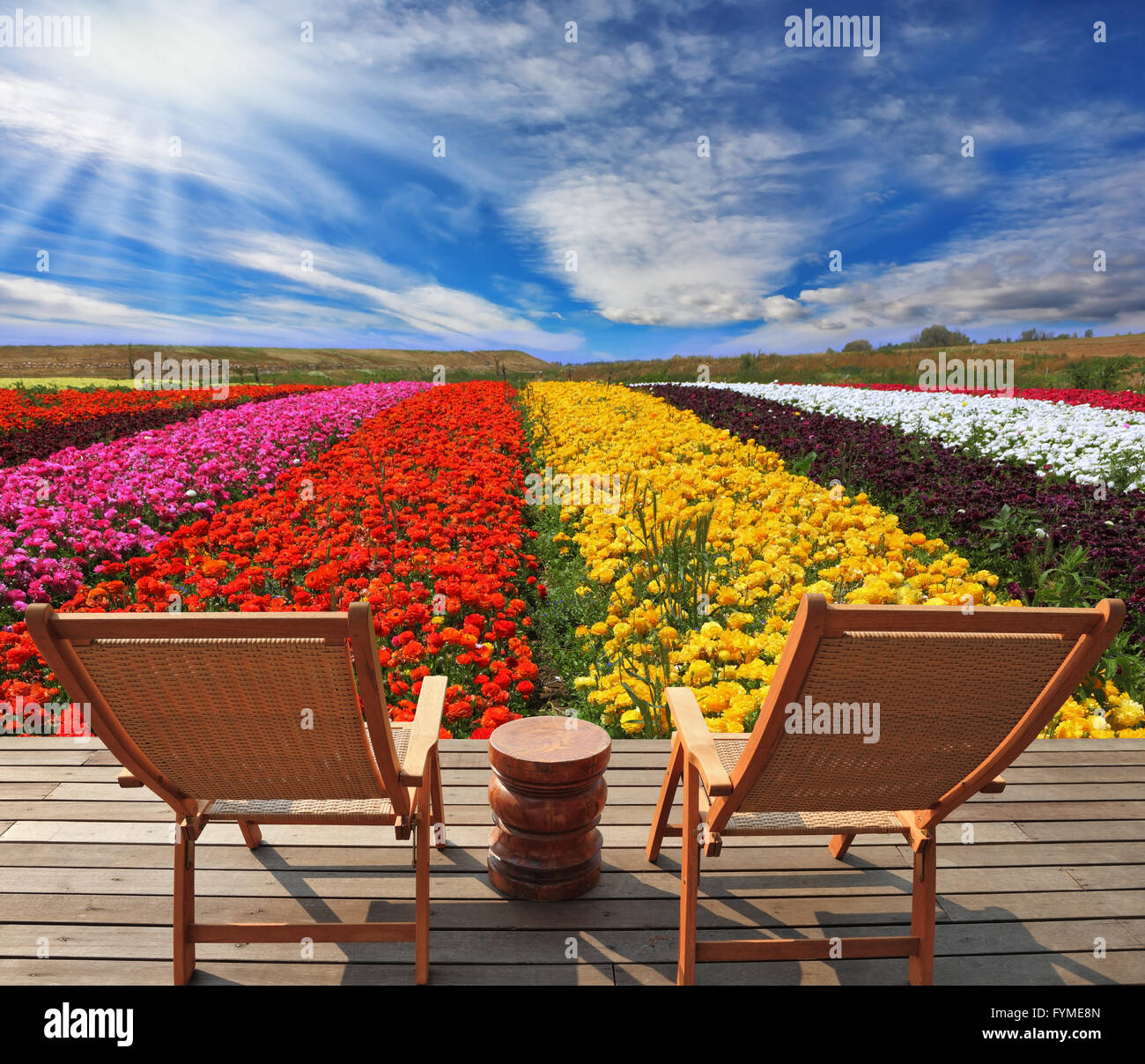 Very beautiful bright multi-colored flower fields Stock Photo - Alamy