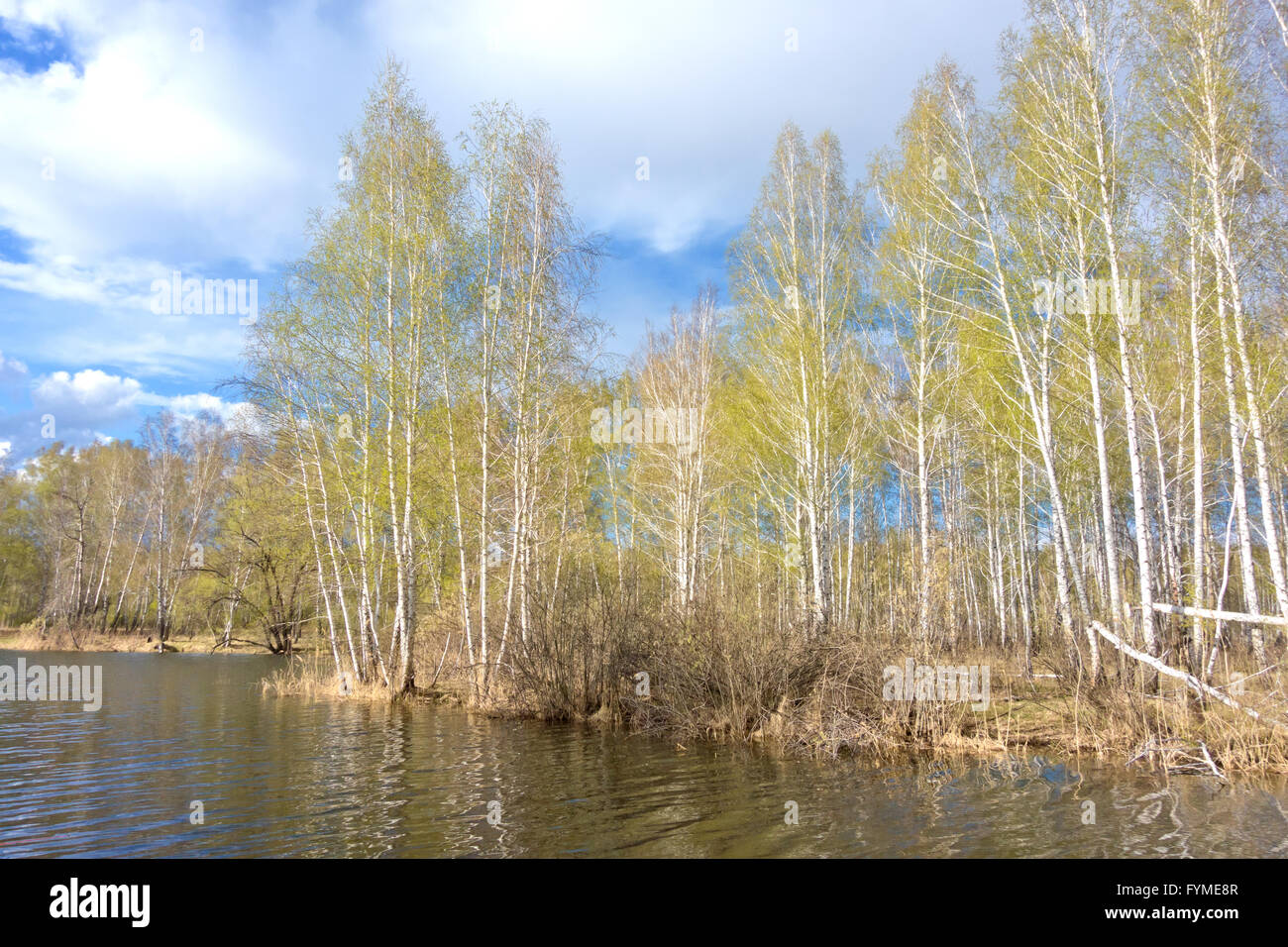 spring birch forest and lake Stock Photo - Alamy