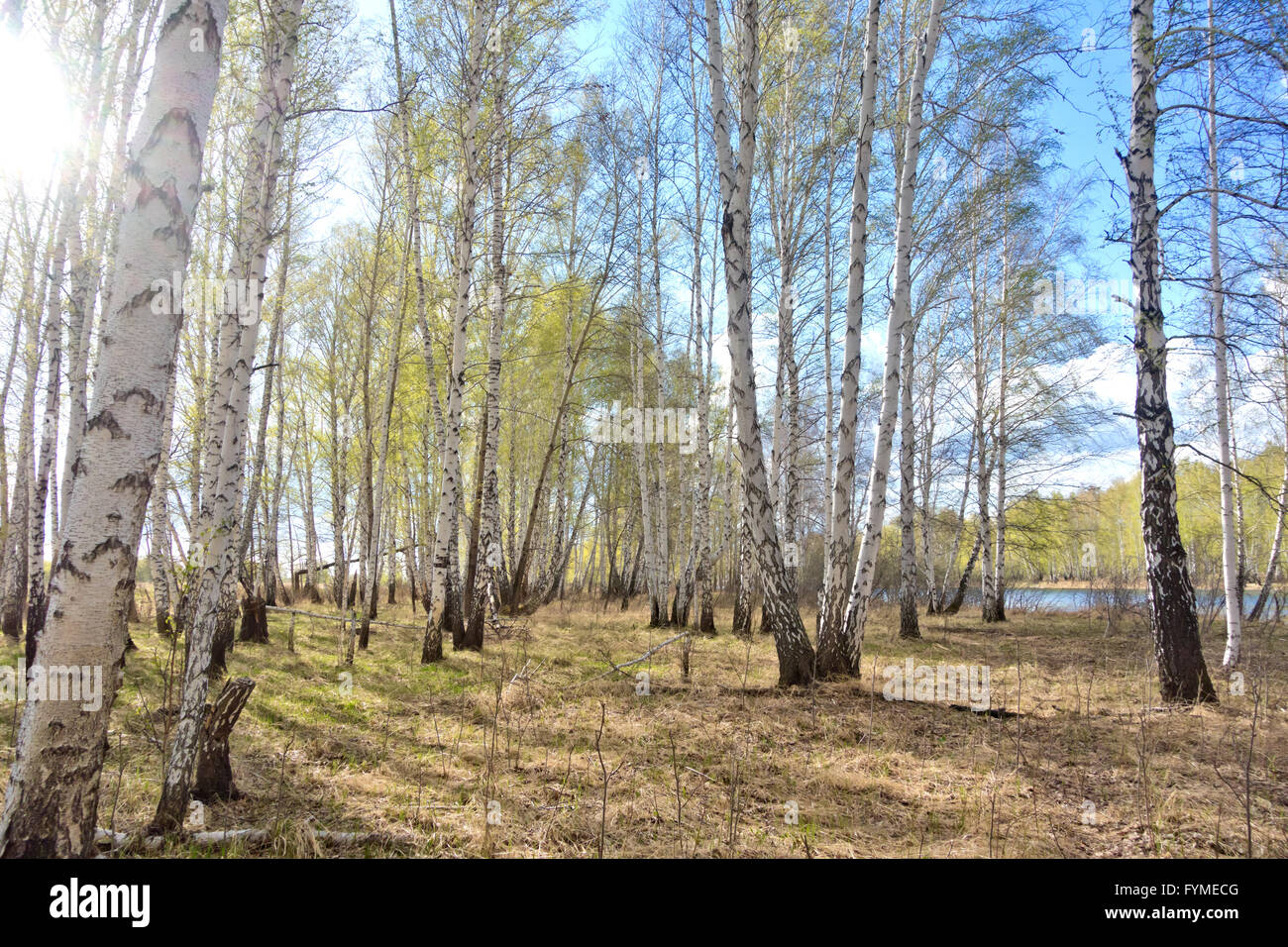 spring birch forest against sun Stock Photo - Alamy