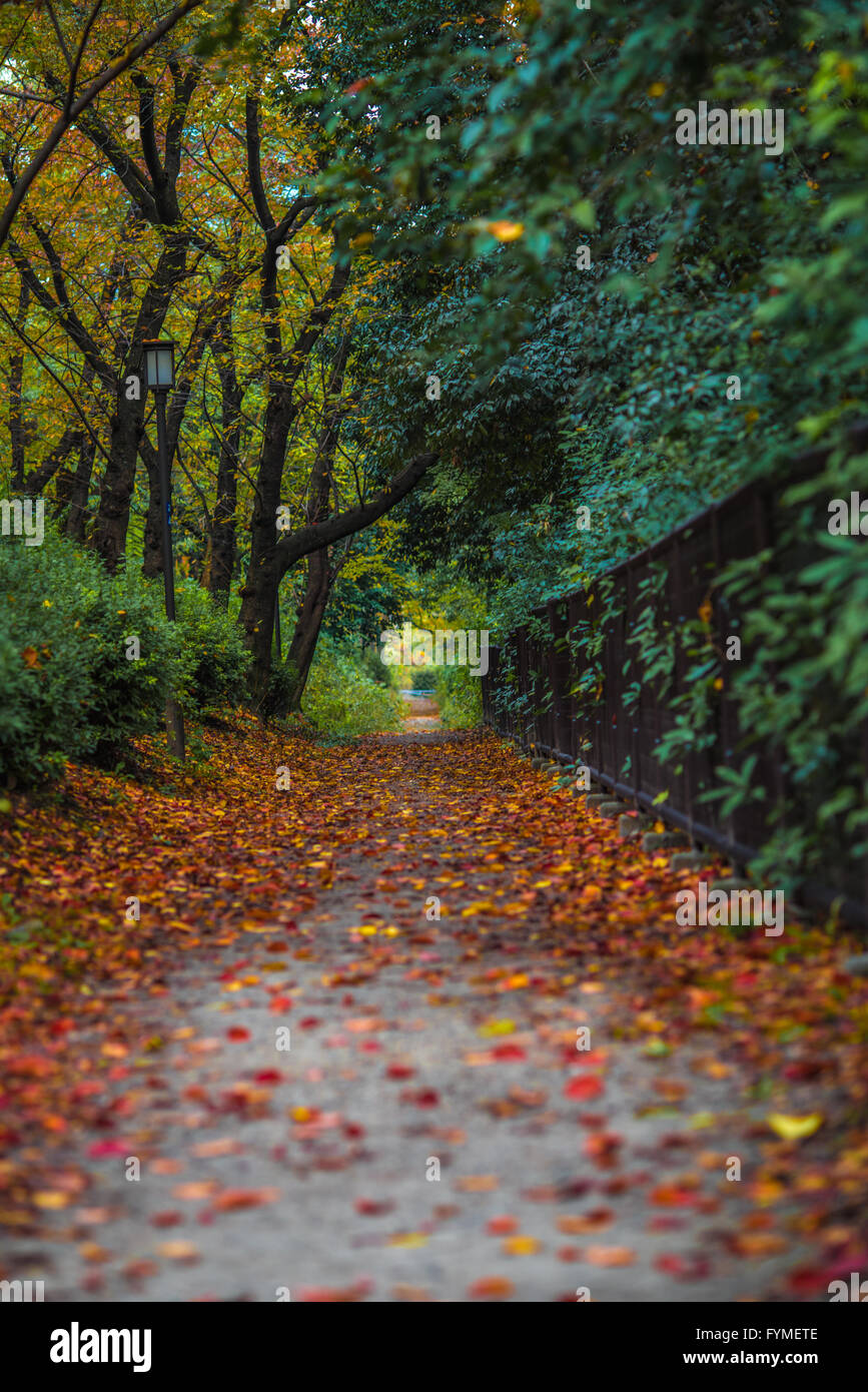 Narrow alley with trees hi-res stock photography and images - Alamy
