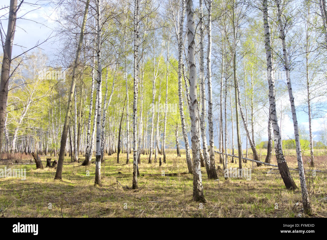 spring birch forest, young foliage Stock Photo - Alamy