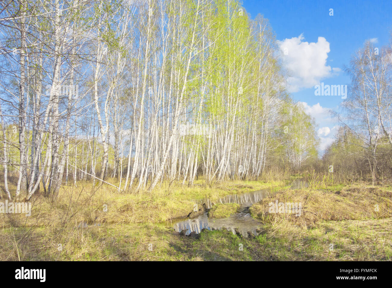early spring birch forest, young foliage Stock Photo - Alamy
