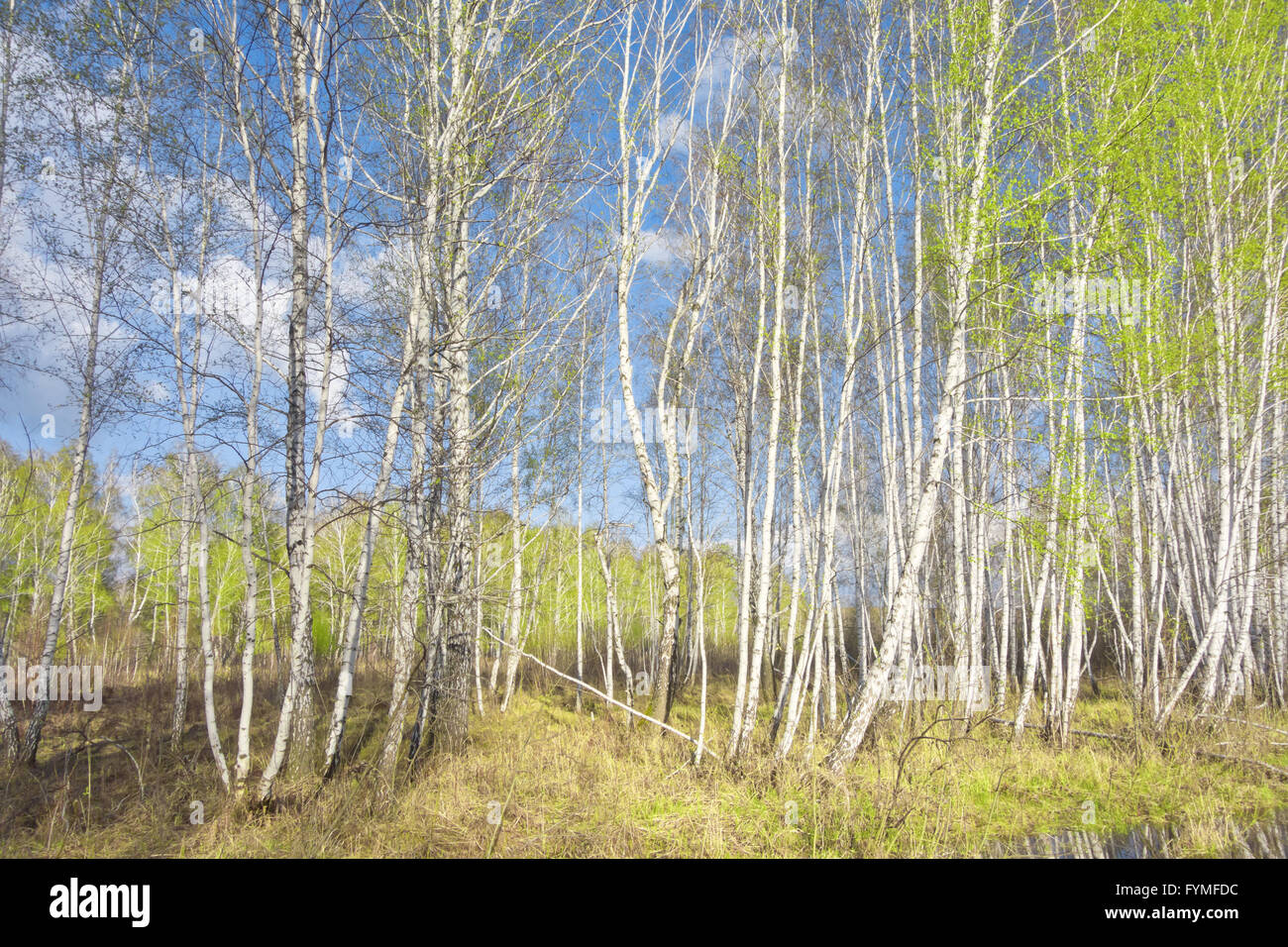 early spring birch forest, young foliage Stock Photo - Alamy