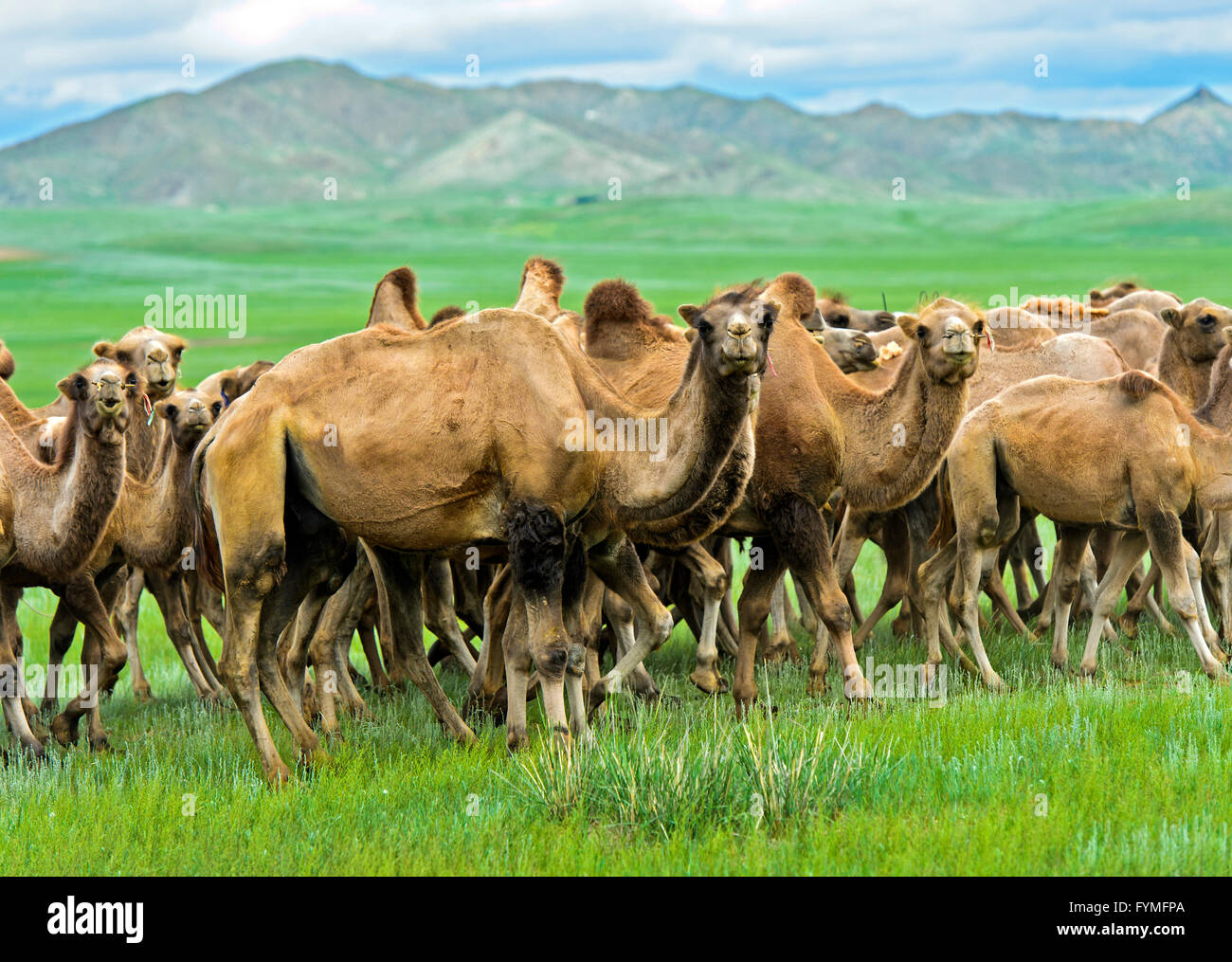 Bactrian camels hi-res stock photography and images - Alamy